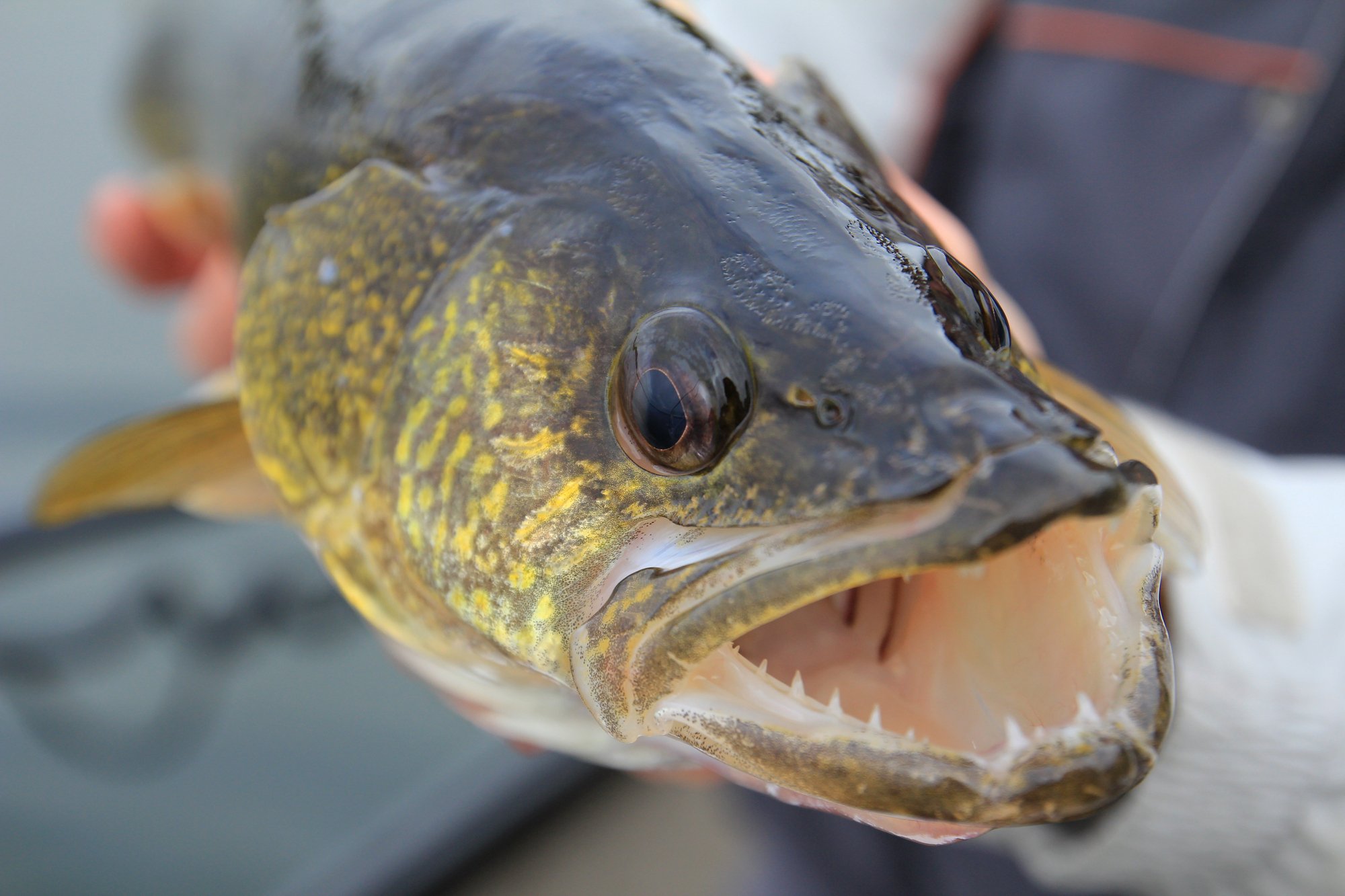 Does Lure Color Matter? The Surprising Science Behind Walleye Color ...