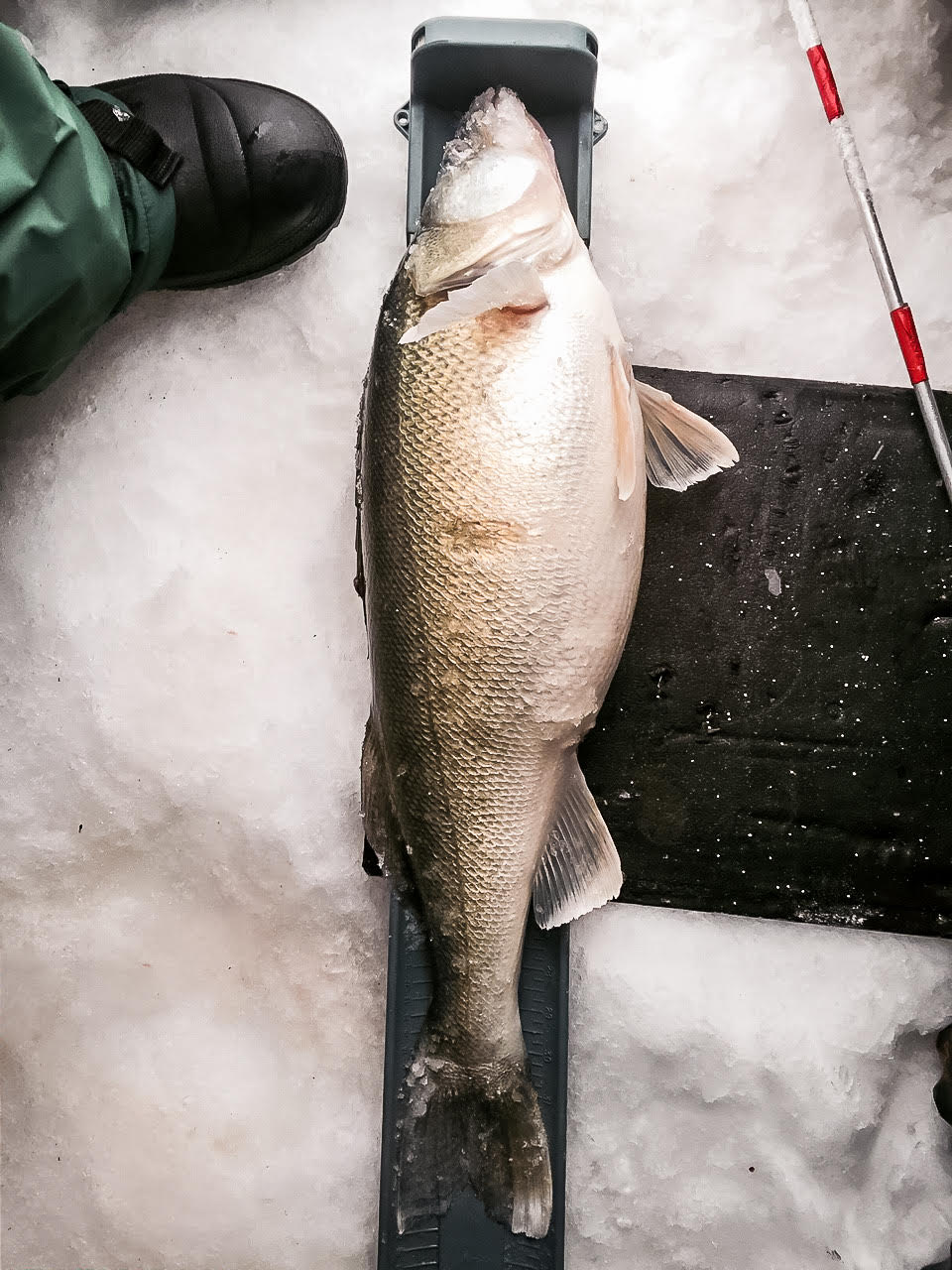 Catching the World-Record Winnipeg Walleye - Virtual Angling