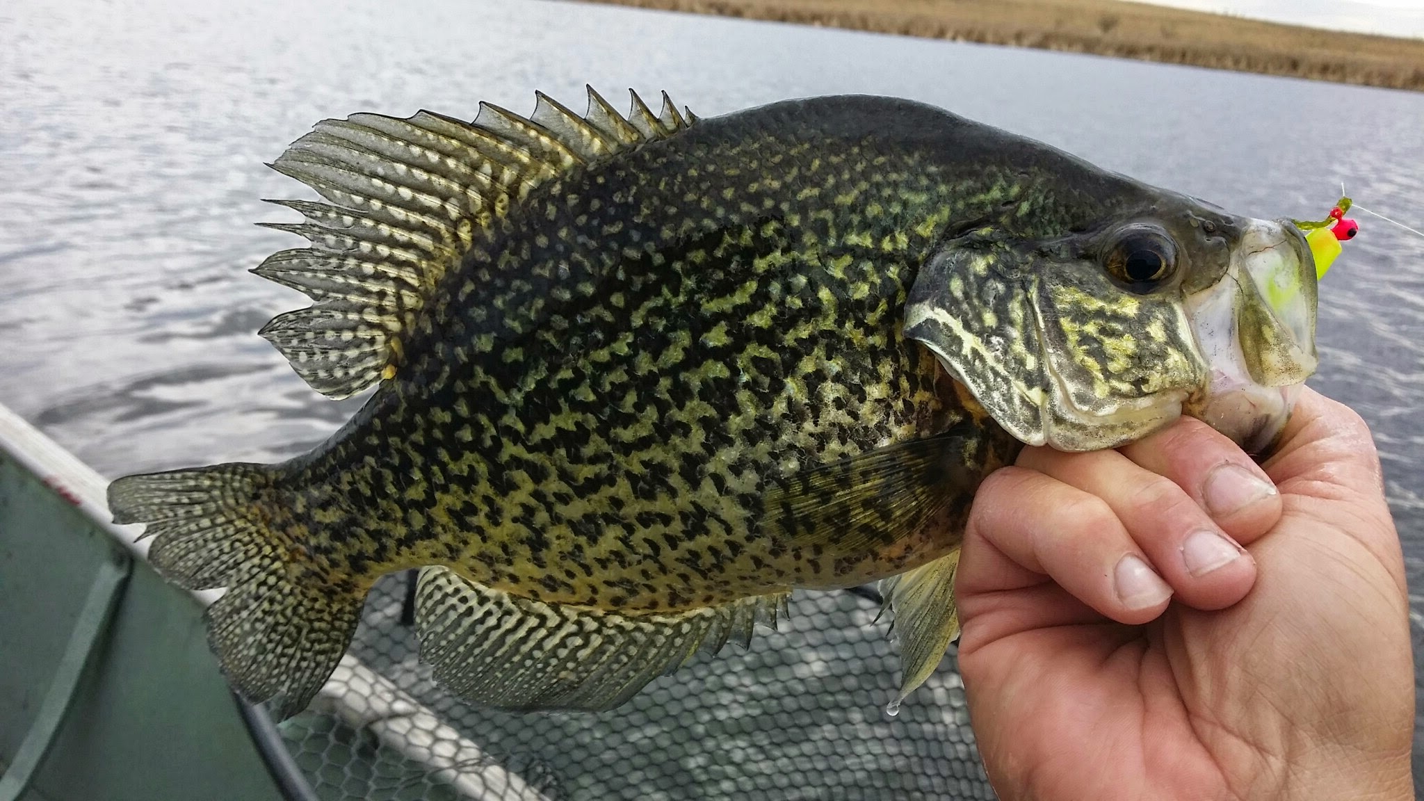 10 Winning Spring Crappie Jigs - Virtual Angling