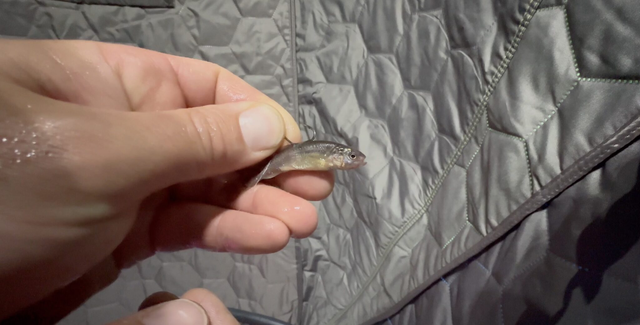 The Essentials For Using Minnows When Ice Fishing Set Lines - Virtual ...