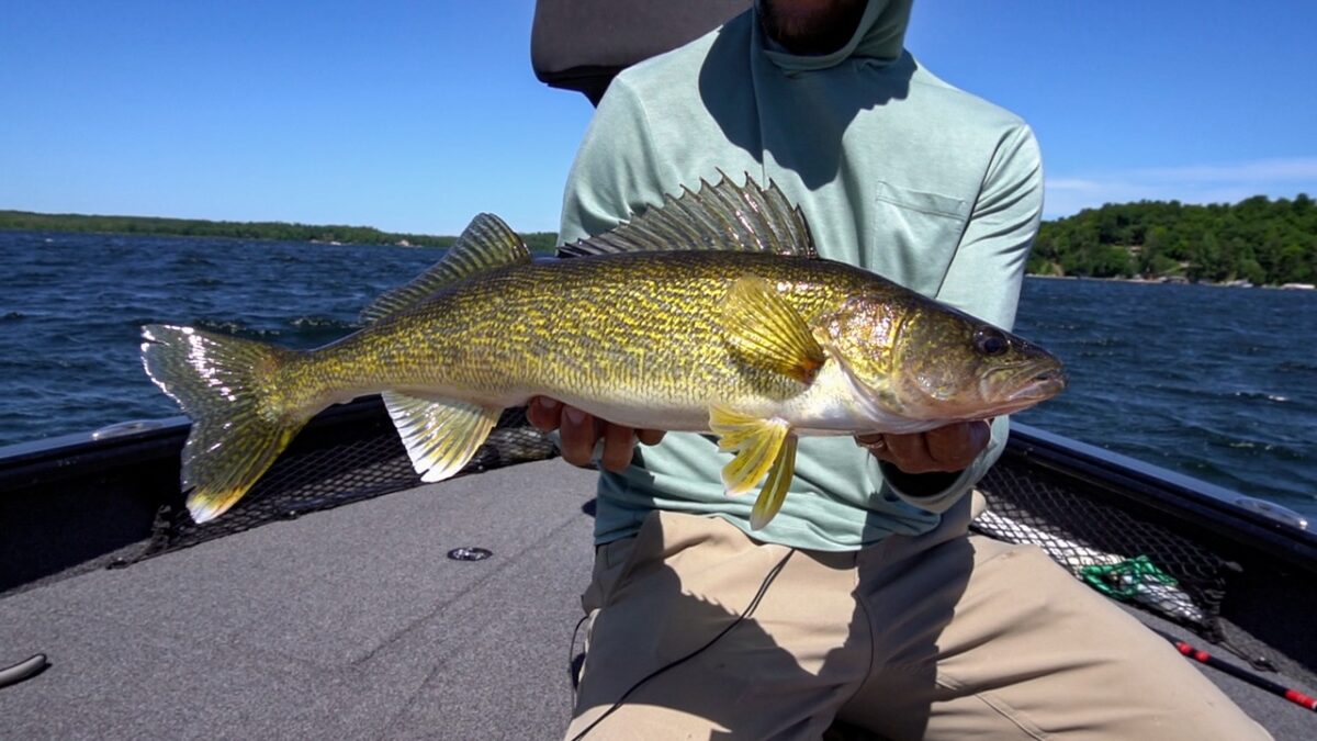Walleye - Virtual Angling